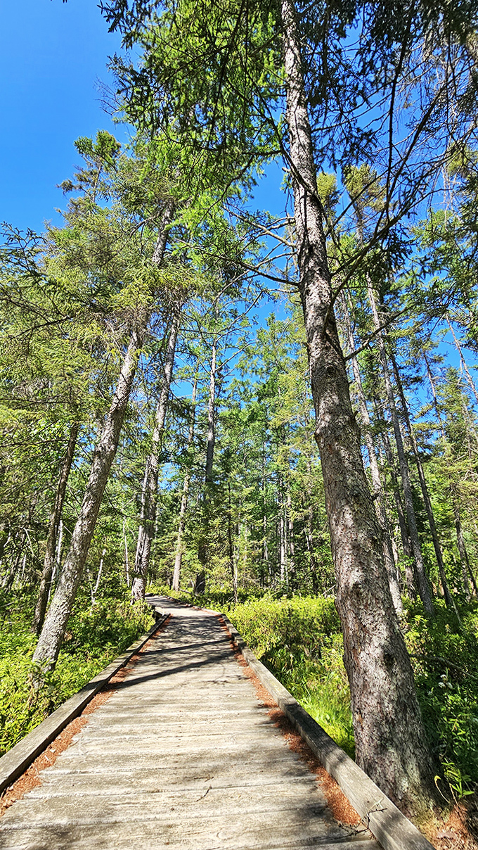 The boardwalk stretches ahead like a wooden ribbon through the wetlands, keeping feet dry while minds wander freely into wilderness daydreams.