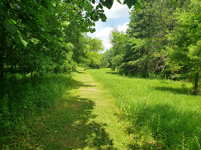 Nature reclaims what was once a bustling thoroughfare, with grasses softening the path where oxcarts once rumbled.