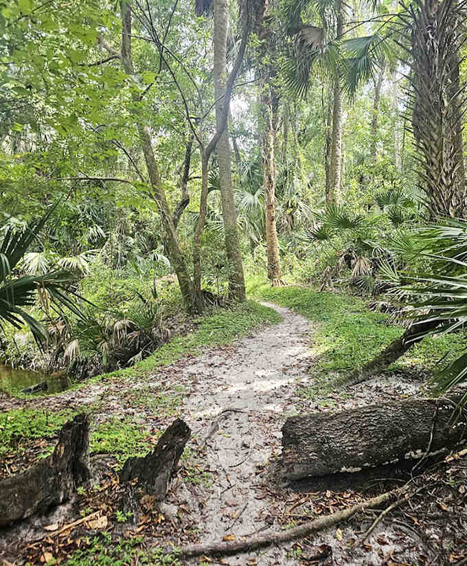 Sunlight filters through the dense canopy, creating a dappled pathway that feels like walking through nature's own stained glass cathedral.