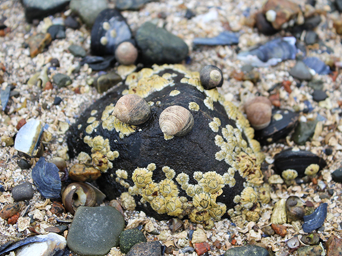 A miniature treasure hunt unfolds with each tide, leaving behind colorful souvenirs from the deep &ndash; no metal detector required!