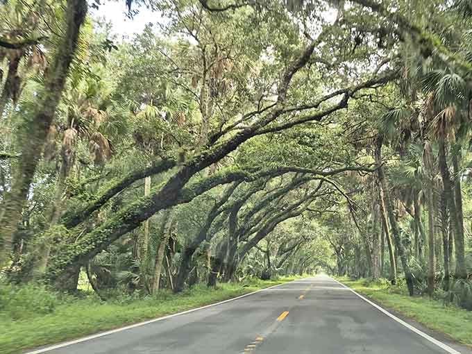 Driving through here feels like being inside nature's own snow globe, except with Spanish moss instead of snow and significantly warmer.