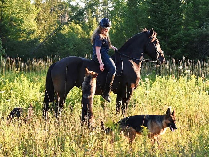 Equestrian meets canine companionship as German Shepherds escort a rider through golden meadows, creating a multi-species adventure party.h dogs