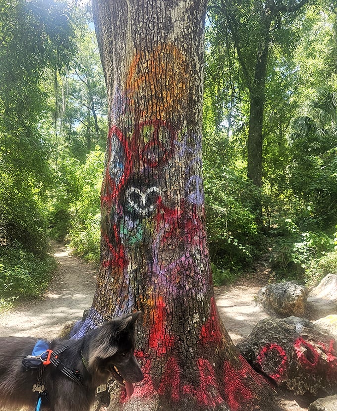 Living canvas: This forest sentinel bears the marks of countless visitors, its bark transformed into a colorful woodland totem.