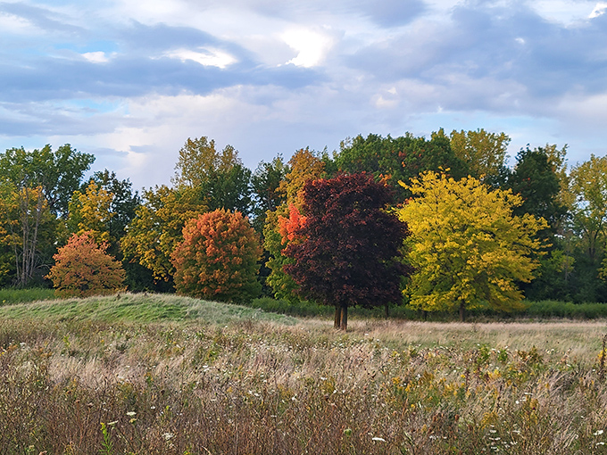 Fall fashion show, Michigan style! These trees didn't just change colors &ndash; they're showing off with a palette that would make artists jealous.