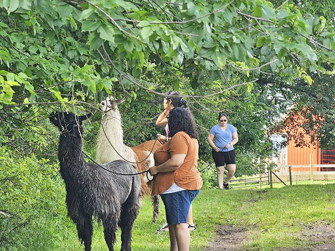Visitors leading their new long-necked friends through shaded paths &ndash; who's guiding whom remains charmingly unclear in this woodland partnership.