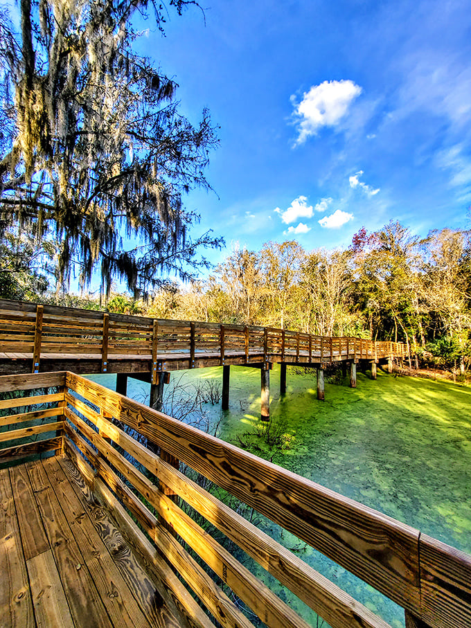 Alderman's Ford Park features this elegant wooden boardwalk that curves gracefully over emerald waters, inviting visitors to explore without disturbing the delicate ecosystem below.