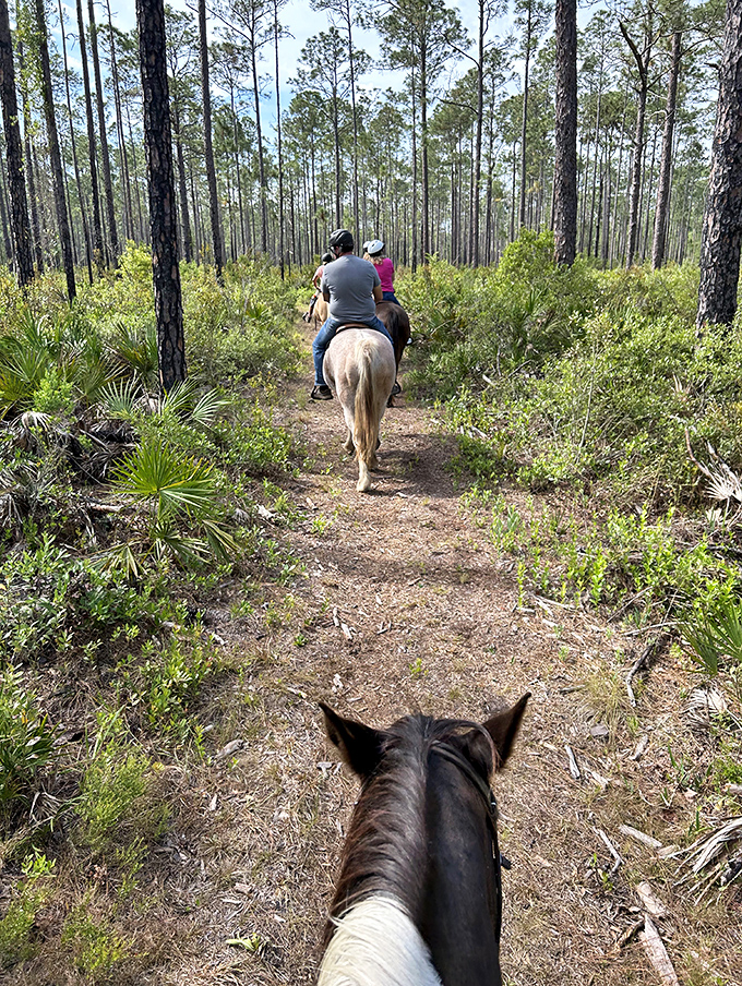 Horseback riders explore the pine flatwoods of Goethe State Forest on a perfect Florida day. The forest's extensive trail system welcomes equestrians to discover its natural beauty.