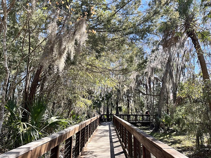 A wooden boardwalk winds through moss-draped trees at Three Sisters Springs, offering visitors a path to discover one of Florida's most pristine natural wonders.