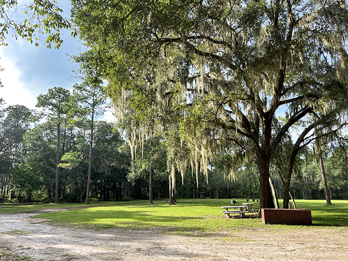 Spanish moss sways gently from ancient oaks at Goethe State Forest, creating a quintessential Florida landscape. The dappled sunlight creates ever-changing patterns on the forest floor.