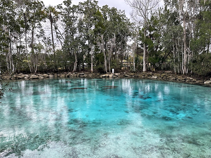 The impossibly clear turquoise waters of Three Sisters Springs reveal an underwater paradise where manatees seek warm refuge during winter months.