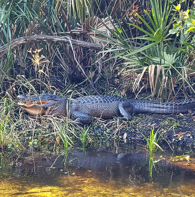 Florida's original sunbather, perfecting the art of lounging since prehistoric times. Remember: admire from a respectful distance!