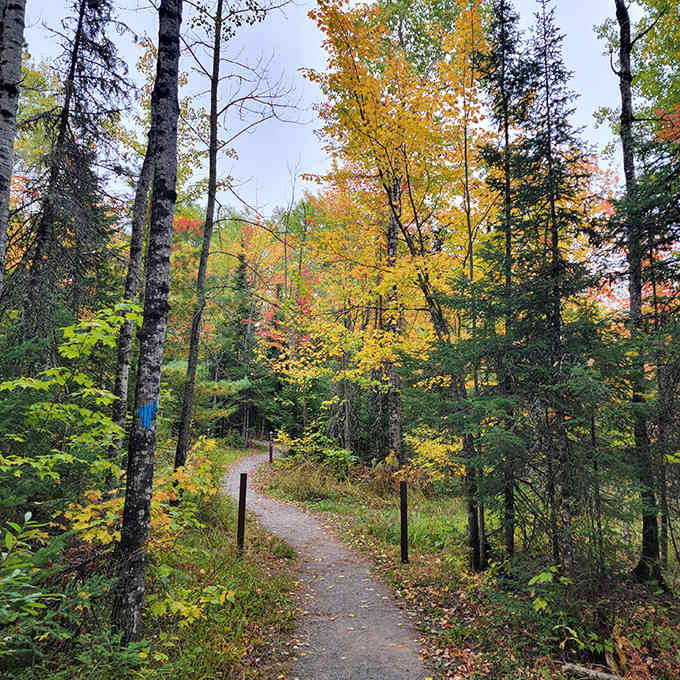 Autumn paints the trail in gold and amber &ndash; nature's most artistic season transforms the forest into a kaleidoscope of warm colors.