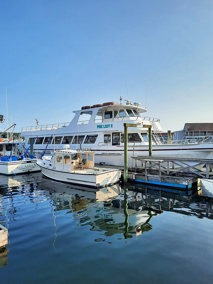The Pink Lady II stands ready for adventure, promising whale sightings and ocean breezes for those willing to leave land behind.