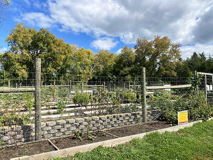 Terraced garden beds showcase nature's architectural skills, where plants of different heights create living condominiums for beneficial insects.