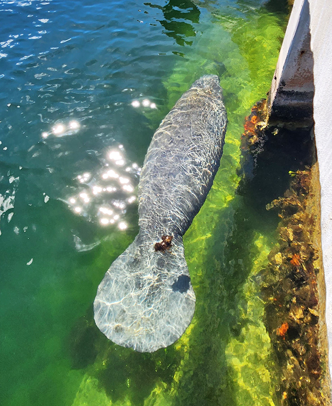Gentle giants of the shallows, manatees move through Islamorada's waters with the unhurried grace of creatures who've mastered the art of relaxation.