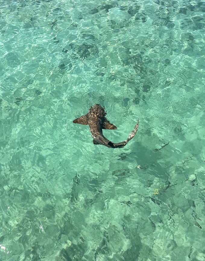 "Just passing through!" A nurse shark offers free underwater entertainment in waters clear enough to count its teeth.