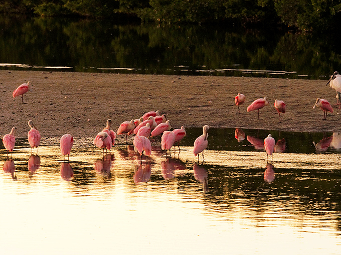 Roseate spoonbills gather at sunset, looking like flamingos that got into the strawberry smoothies. Nature's pink parade!