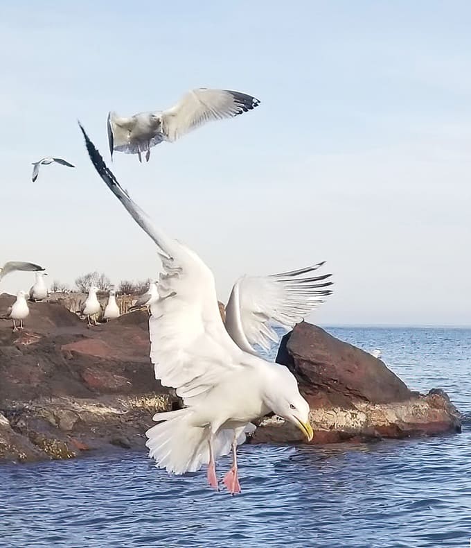 Local seagulls patrol their territory with the confidence of creatures who know they've got prime real estate and aren't afraid to defend it.