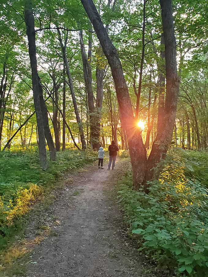 Sunset filters through the forest cathedral, turning an ordinary evening stroll into a spiritual experience bathed in golden light.