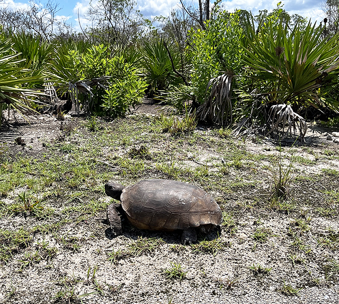"Excuse me, coming through!" This gopher tortoise doesn't care about your schedule &ndash; he's been taking it slow since prehistoric times.