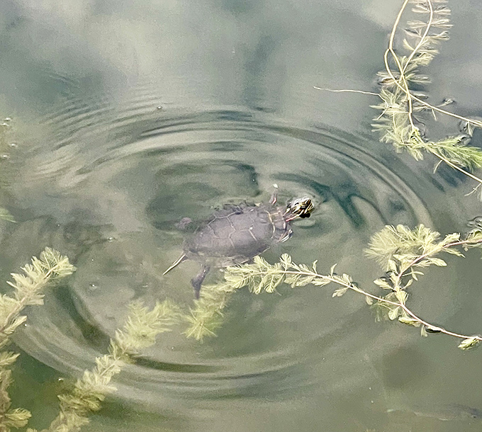 A yellow-bellied slider creates perfect ripples as it surfaces, nature's own meditation master practicing mindfulness in the shallows.