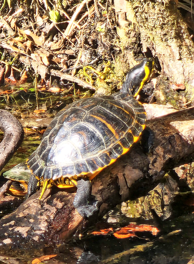 A yellow-bellied slider catches some rays, demonstrating the fine art of Florida relaxation that visitors quickly adopt.