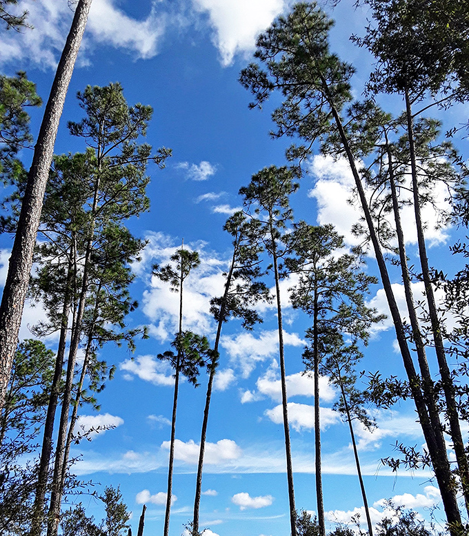 Towering pines reach skyward against a brilliant blue canvas, their straight trunks creating nature's own cathedral ceiling above the trail.