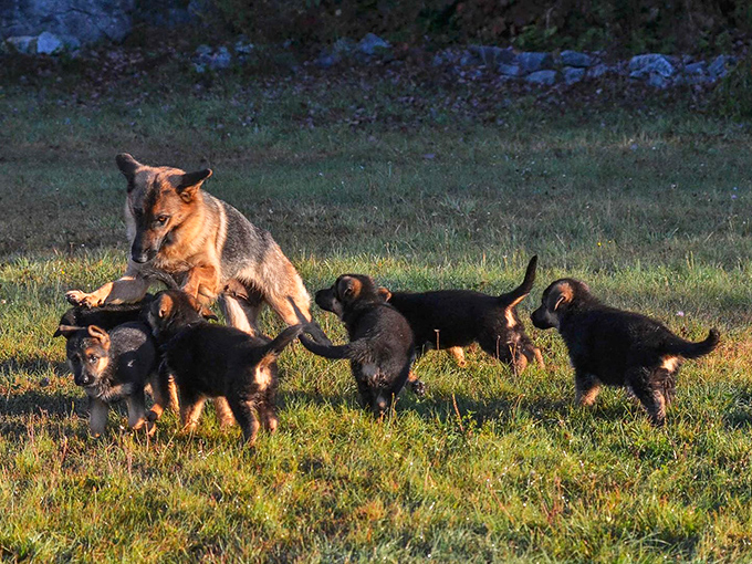 Motherhood in action &ndash; this proud shepherd watches over her energetic puppies, teaching the next generation of trail guides their woodland ways.