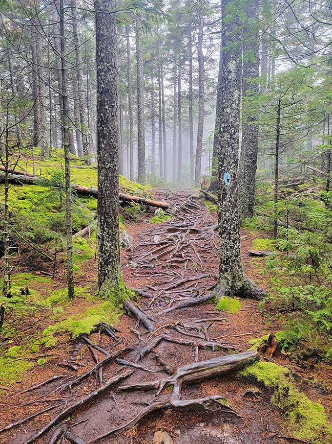 The forest trail weaves through ancient trees, their roots creating natural staircases worn smooth by generations of adventure-seekers.