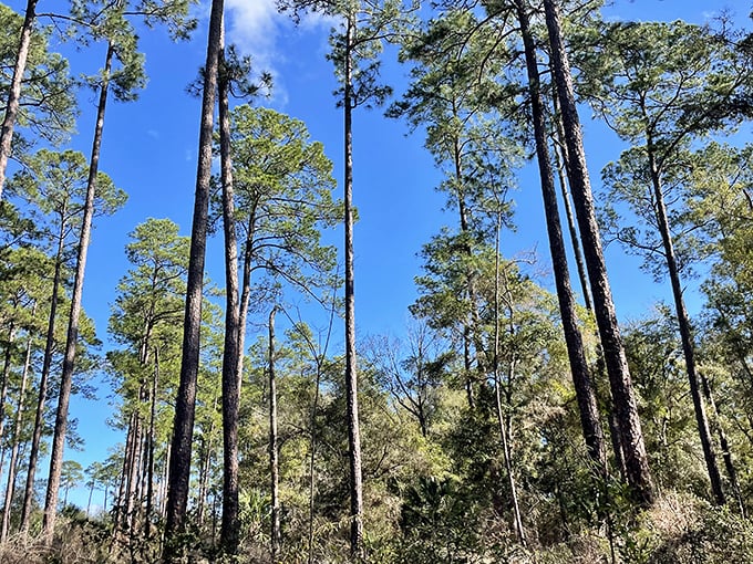 Reaching for the sky: Towering pines create nature's colonnade, their straight trunks stretching toward the Florida blue.