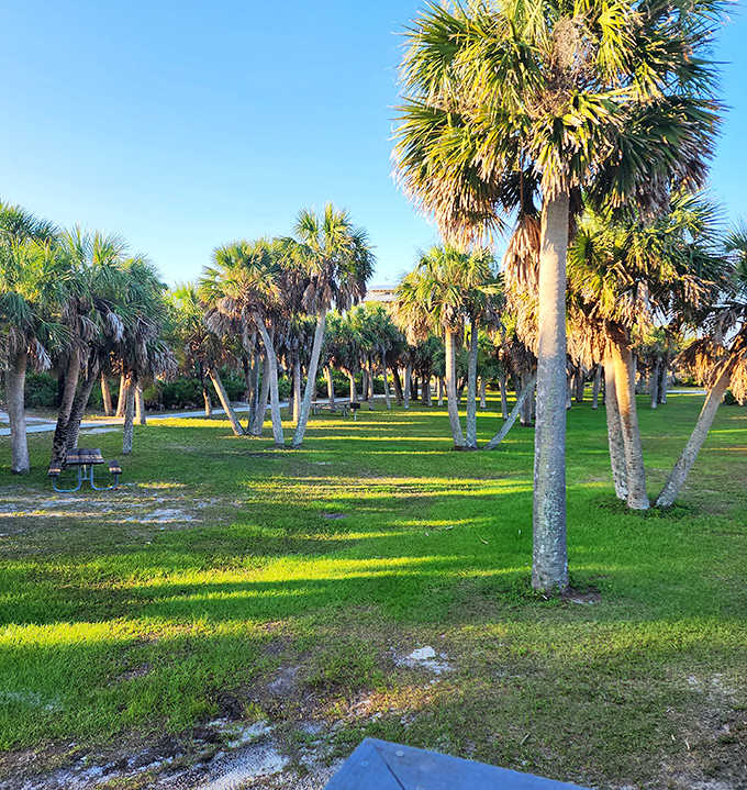 Palm trees create a tropical canopy, their fronds whispering secrets that only island dwellers understand.