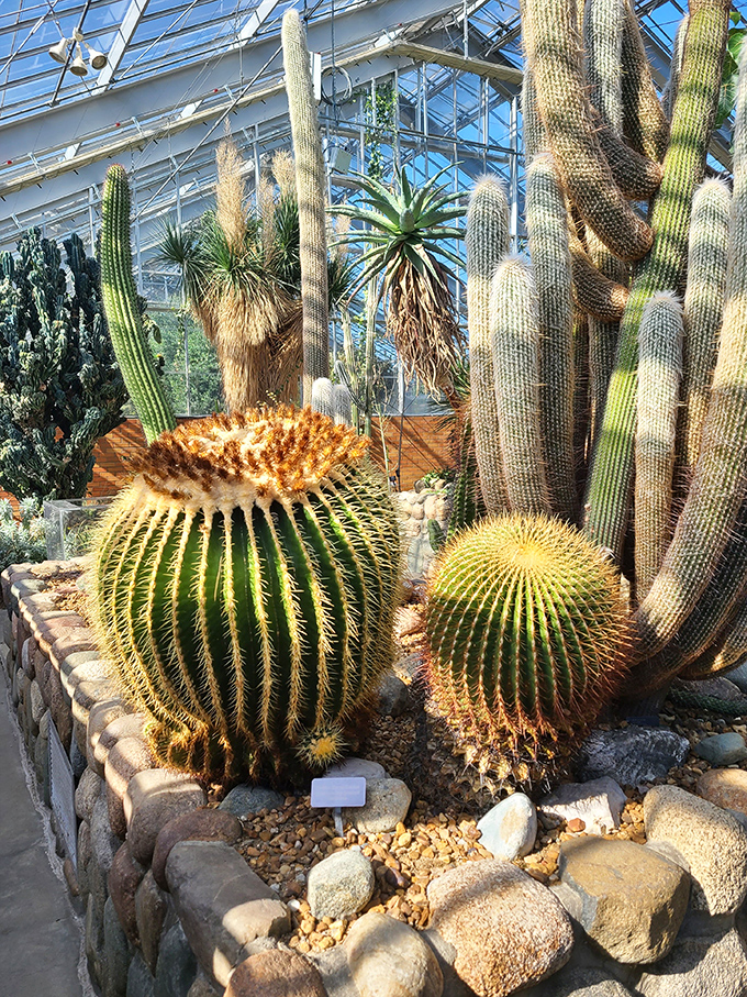 Desert giants stand guard in the arid house, where these barrel cacti have been growing for decades – patience in spiny form.
