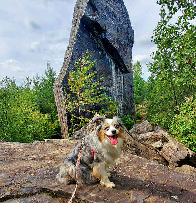 Even the dogs seem to sense there's something special about this place &ndash; that tail isn't wagging just from the exercise!