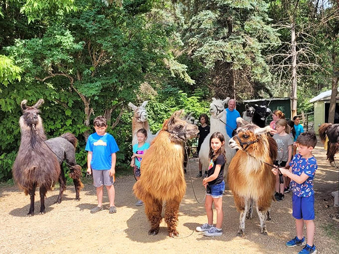 Future llama whisperers in training, learning the delicate art of llama leadership while creating memories that will outlast any video game obsession.