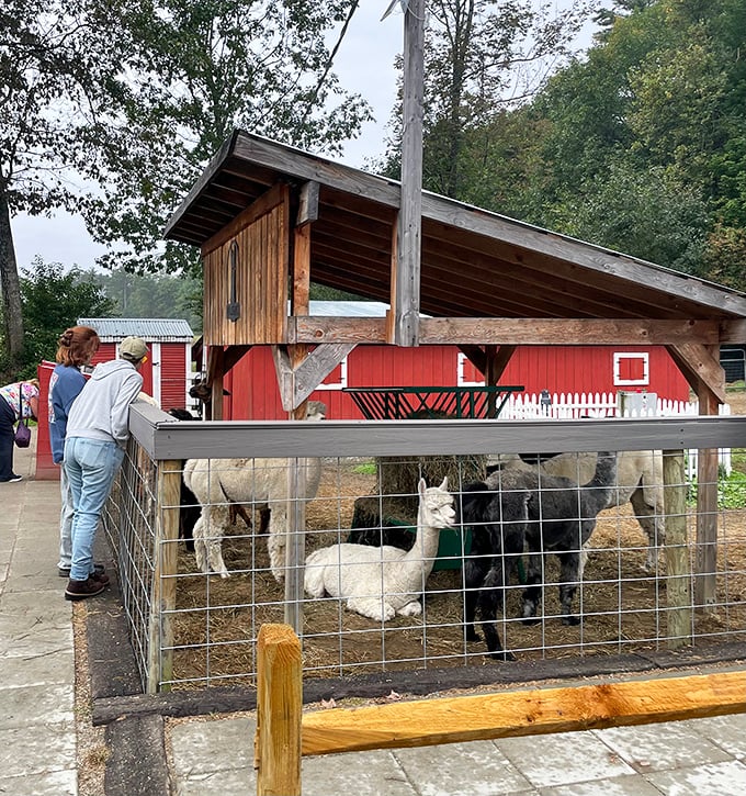 Alpaca therapy session in progress. These fluffy therapists work for hay and turn their wool into the softest souvenirs in Vermont.