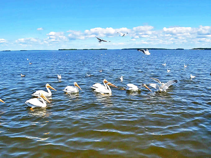 White pelicans gather in impressive numbers, creating floating islands of feathers on Lake of the Woods.