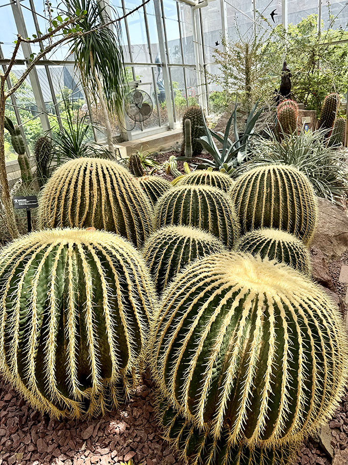 The desert garden's residents look like they're having a spiky family reunion, their rotund forms suggesting they've never missed a meal despite living in sand.