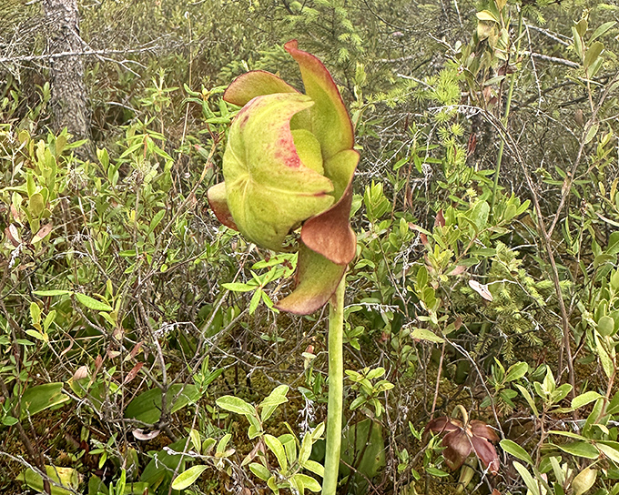 Behold the pitcher plant, nature's way of proving that even vegetables can have a carnivorous streak when nutrients are scarce.