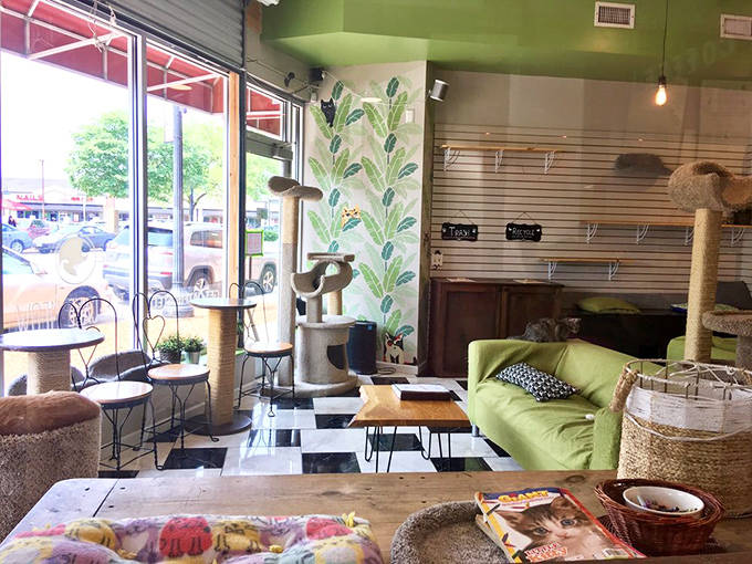 The cat room features climbing structures, cozy beds, and most importantly, adoptable felines waiting to make your acquaintance or ignore you completely.