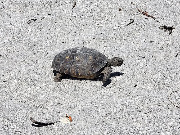 The gopher tortoise, unhurried landlord of the beach, makes its deliberate way across the sand.