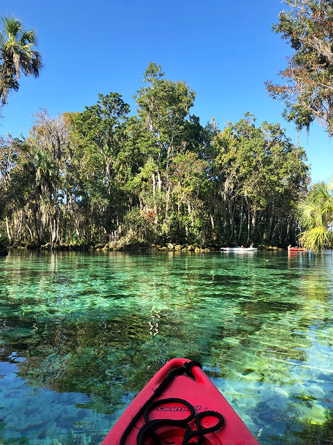 Paddling through nature's kaleidoscope&mdash;when your kayak becomes a front-row seat to the manatee show.