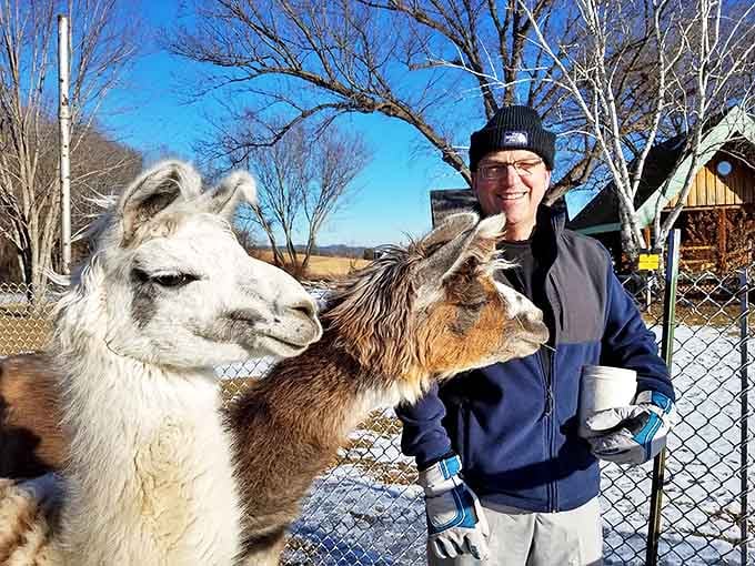Another Visitor: Winter brings a special magic to llama encounters, as these cold-weather natives seem even more at home against a backdrop of pristine snow.