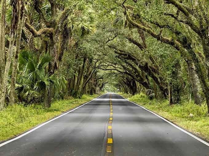 The official scenic highway designation is nice, but these trees earned their reputation long before any government committee got involved.
