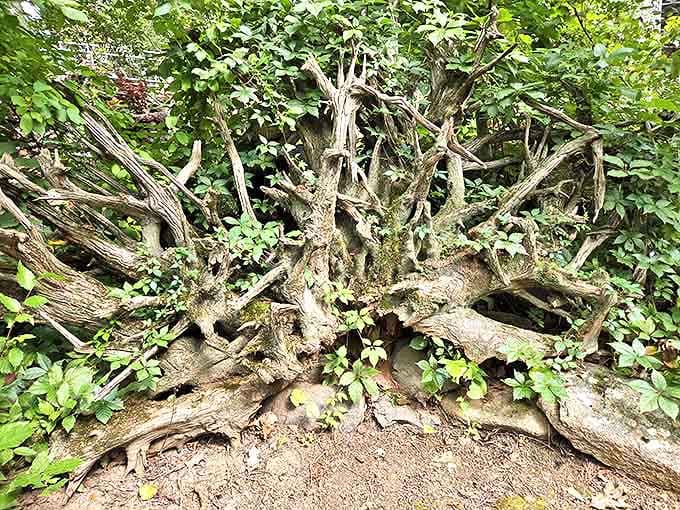 Nature creates its own sculptures in the stumpery area, where twisted roots and weathered wood form an artistic collaboration with time.