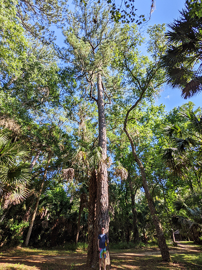 When the summer sun filters through ancient trees, creating a cathedral of green above you. Florida's natural air conditioning system.