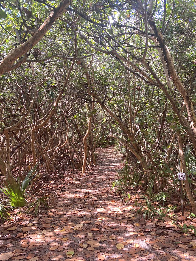 Nature's cathedral! Dappled sunlight filters through the preserve's maritime forest, creating a peaceful sanctuary from everyday life.