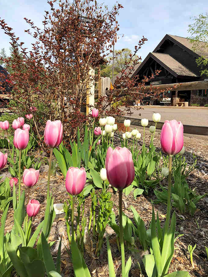 Spring announces itself with these vibrant tulips, their pink and white blooms standing like cheerful sentinels guarding the visitor center.