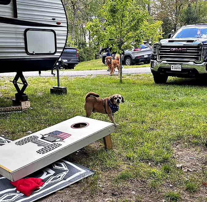 Four-legged campers inspect their territory – these pups know the best vacation spots don't always require passports.