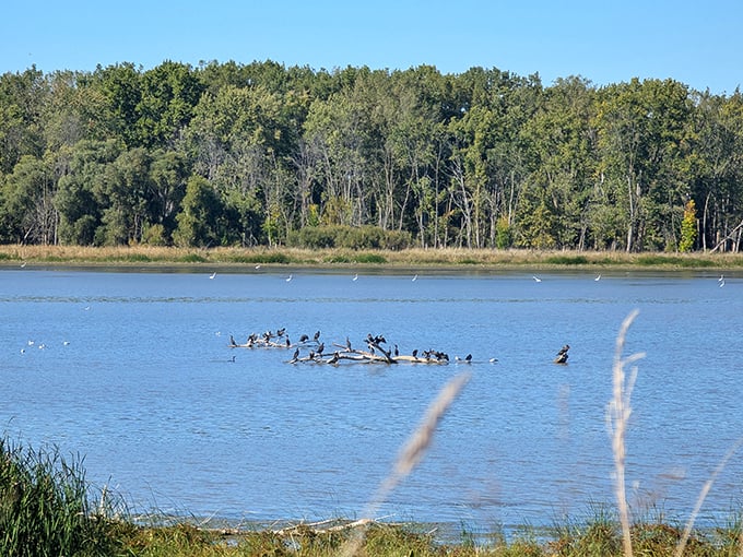 Bird convention in session! This flock of Double-crested Cormorants seems to be voting on their next migration destination.