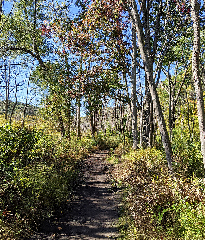 The winding trail beckons adventurers deeper into the forest, each turn promising new discoveries beyond the next bend.